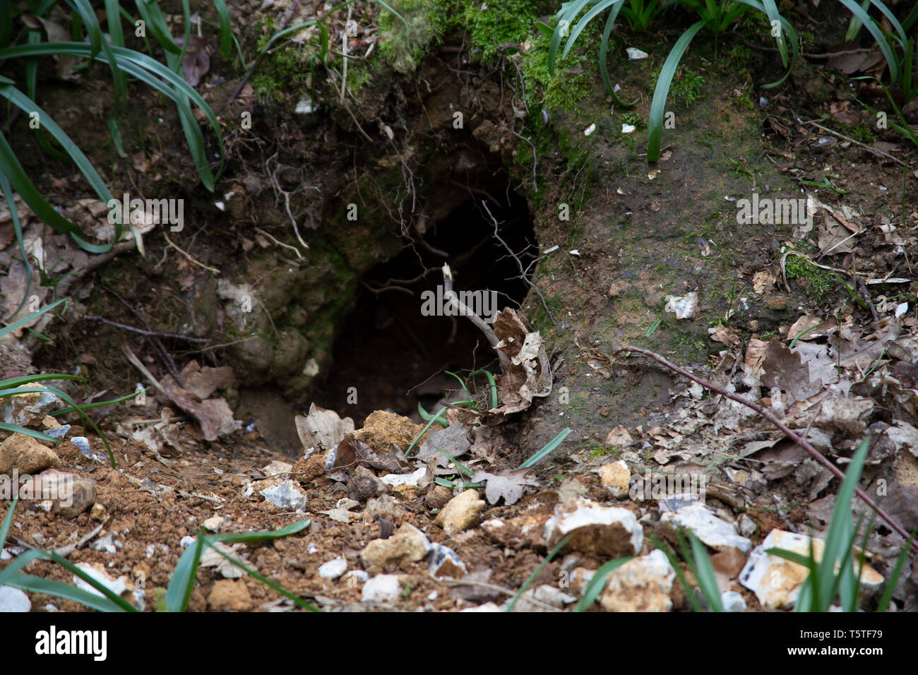 Animal burrow in English woodland Stock Photo - Alamy