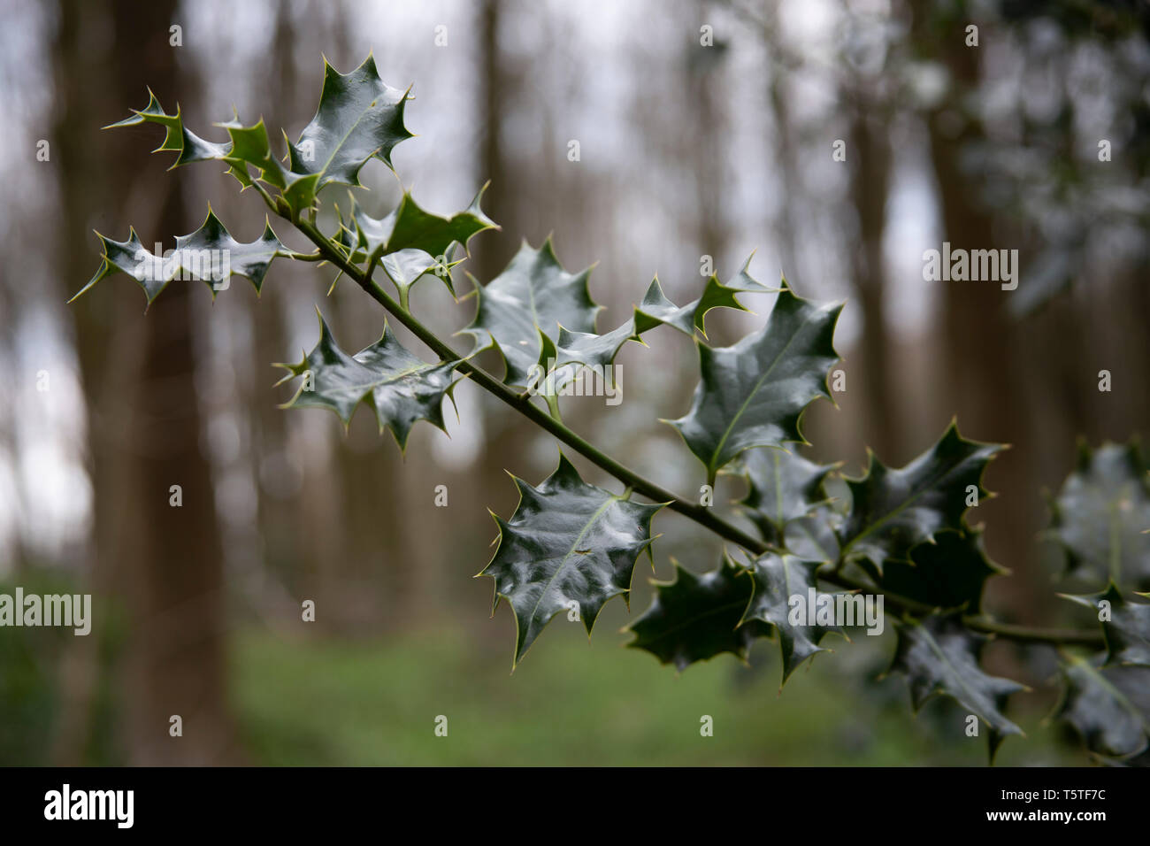 Holly twig hi-res stock photography and images - Alamy