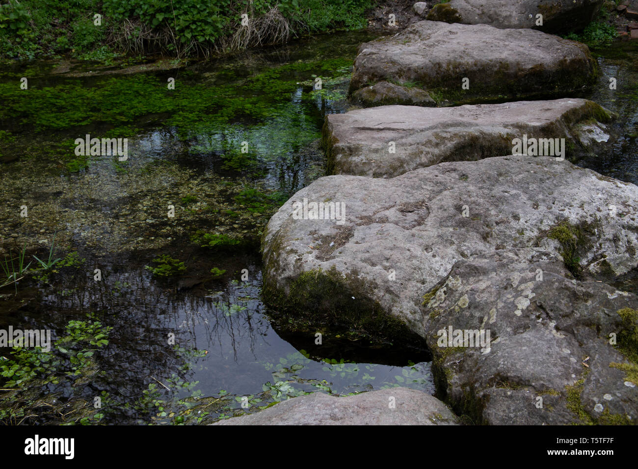 Swallowhead Spring, source of the River Kennet Stock Photo - Alamy