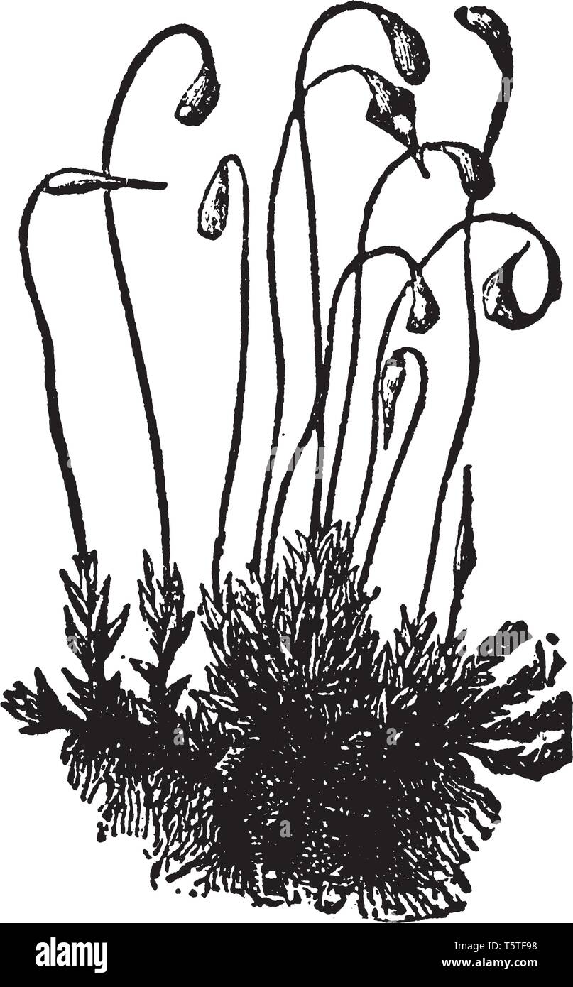 A Moss does not have seeds like many other plants do. They spread by ...