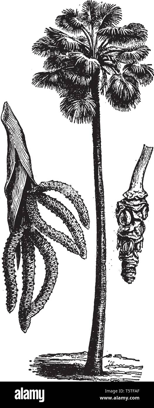 Fan palm tree Stock Vector Images - Alamy