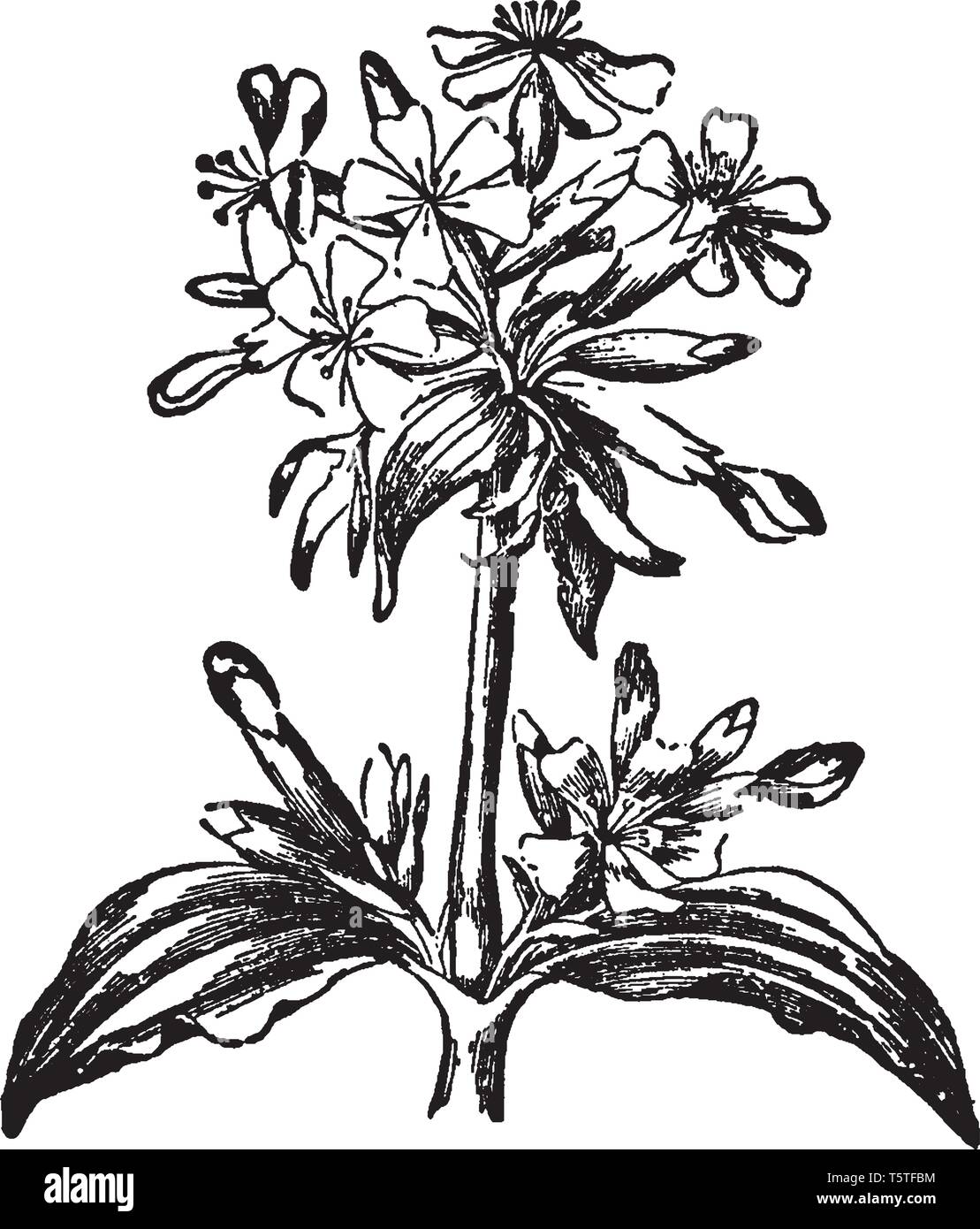 A picture shows the Soapwort Flowering Plant. Leaves are long, narrow ...