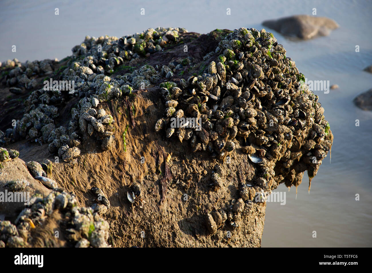 barnacles and shells on rocks at the beach, Hastings Stock Photo - Alamy