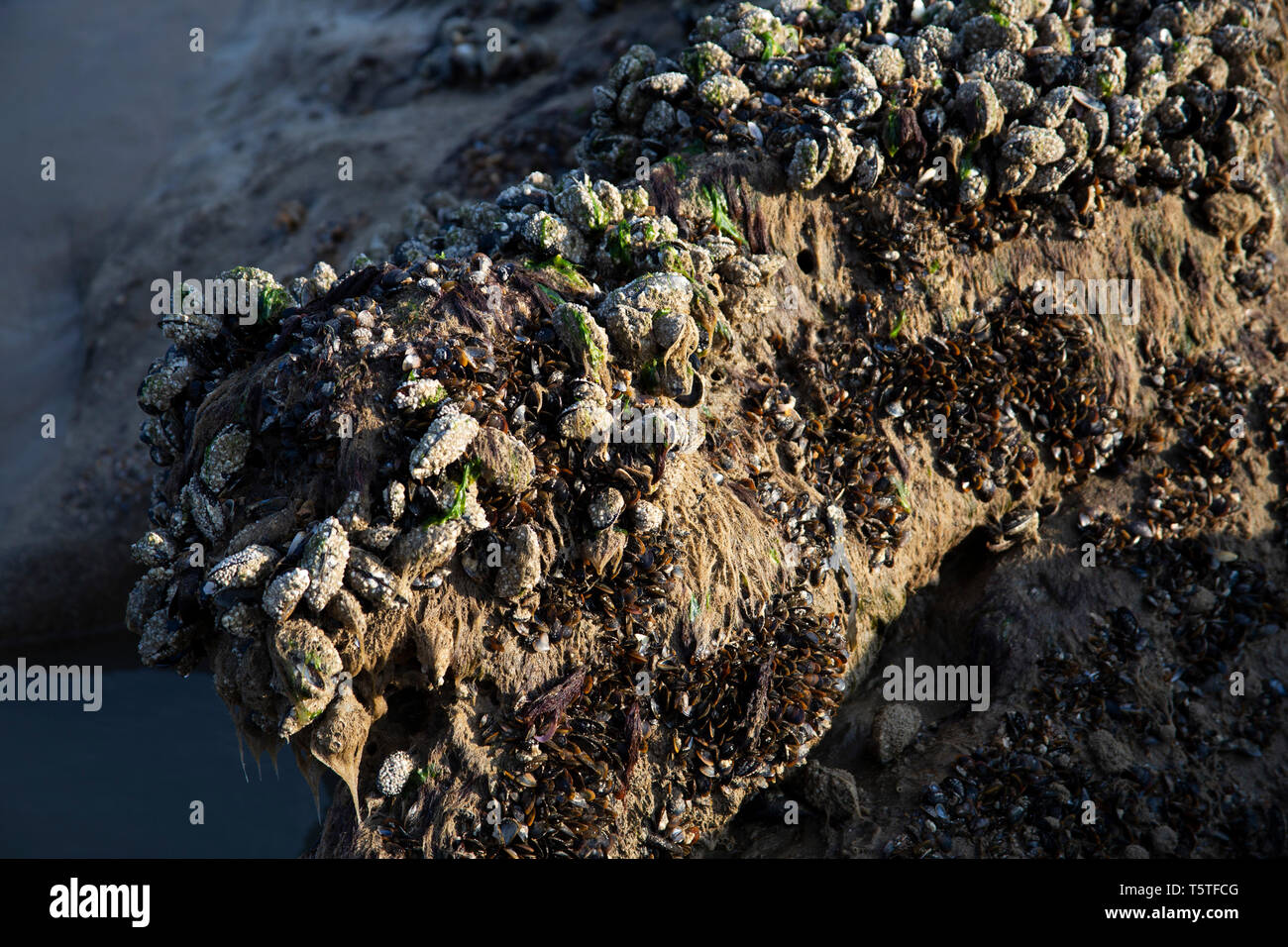 barnacles and shells on rocks at the beach, Hastings Stock Photo - Alamy