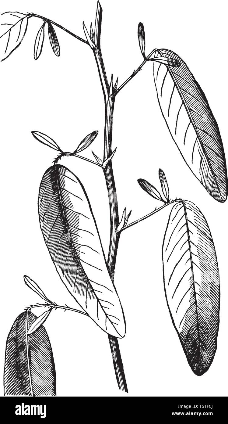 The plant leaves are alternate and each large leaf has two small ...