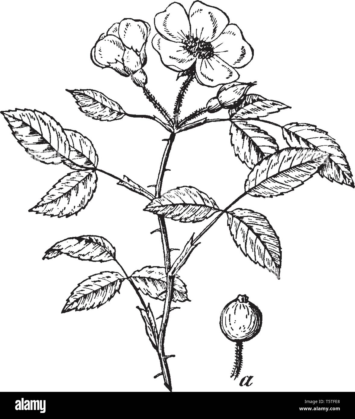 Prairie rose Stock Vector Images - Alamy