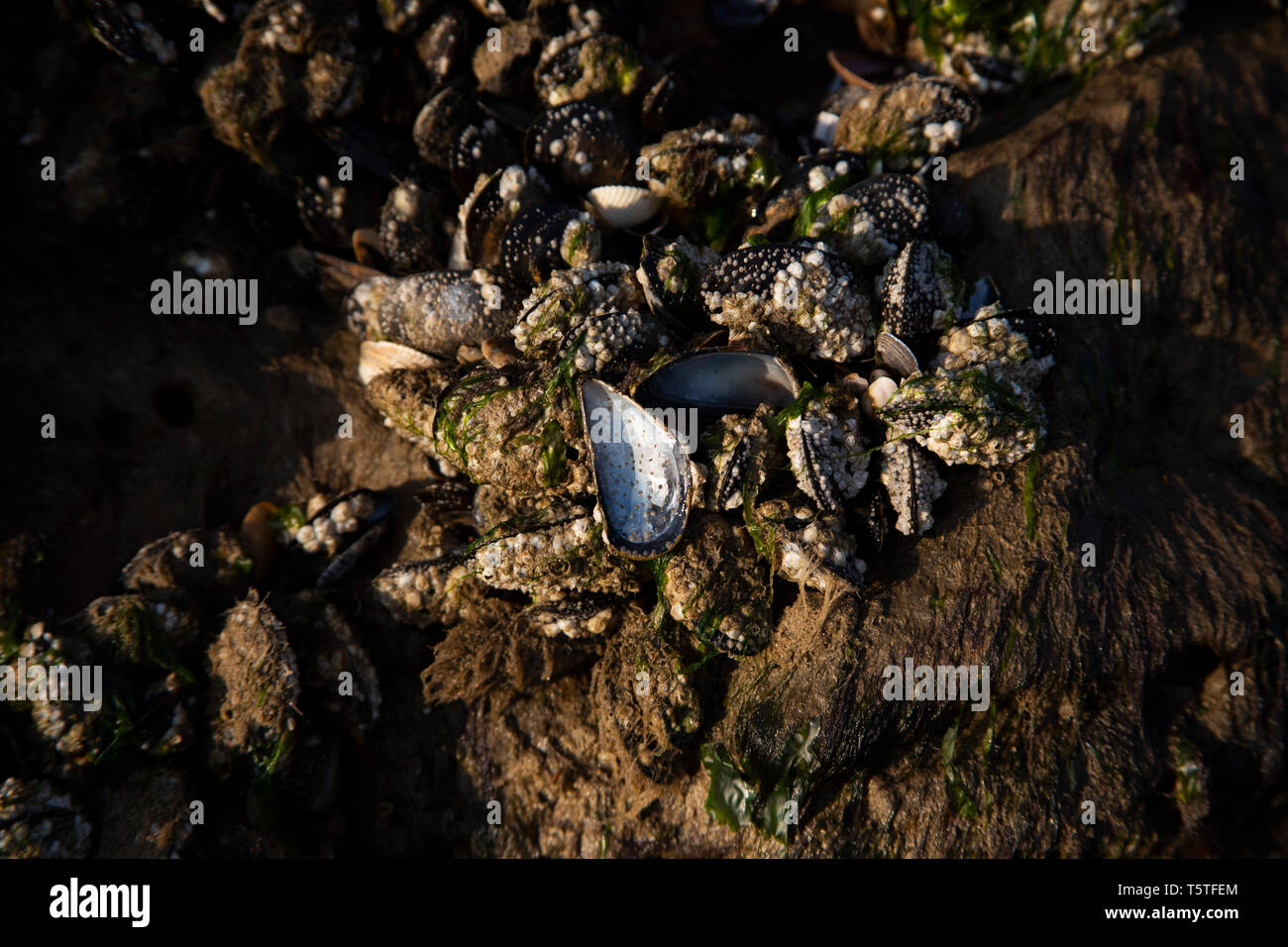 Muscles on rocks hi-res stock photography and images - Alamy