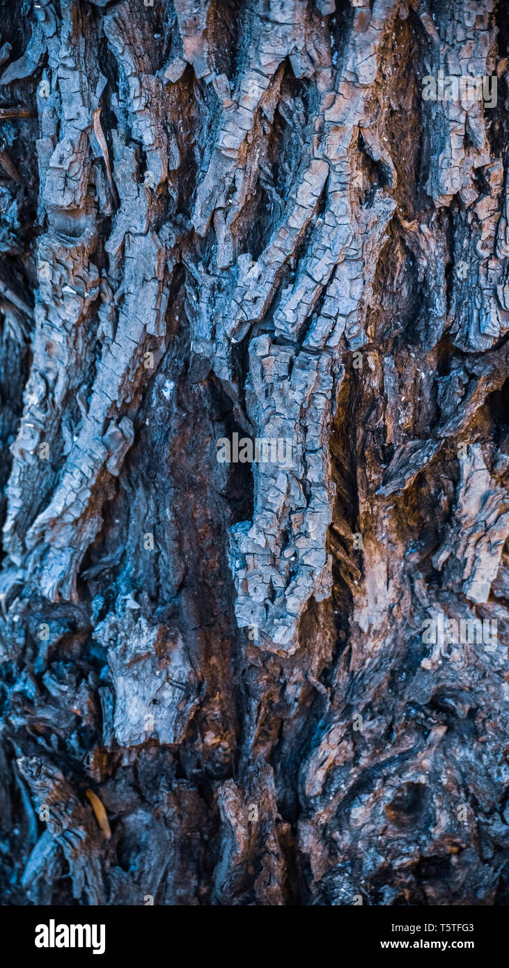 Rough tree texture hi-res stock photography and images - Alamy