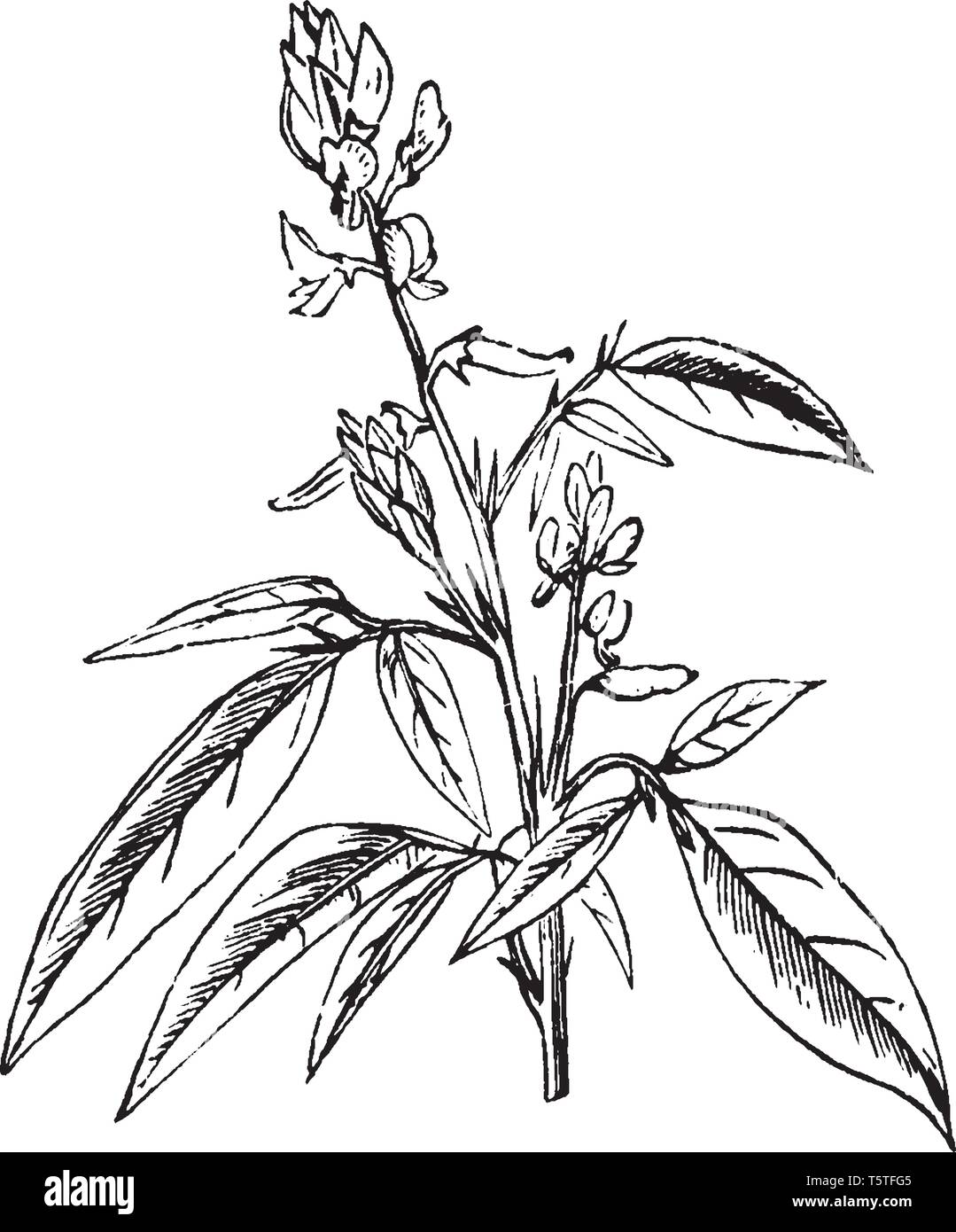 Telegraph Plant is small shrub. It produces small purple flowers ...