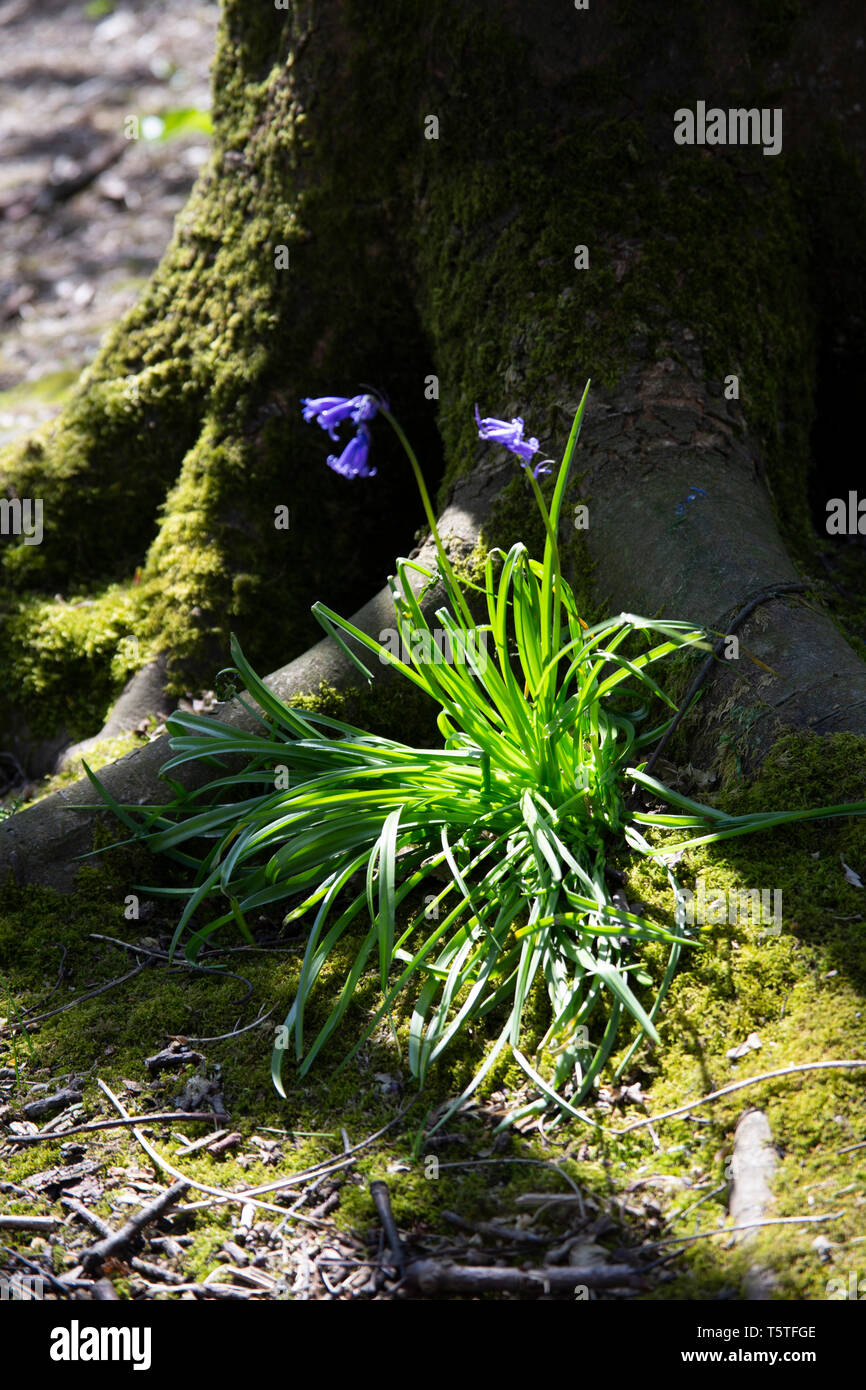 Bluebells at the base of a tree Stock Photo - Alamy