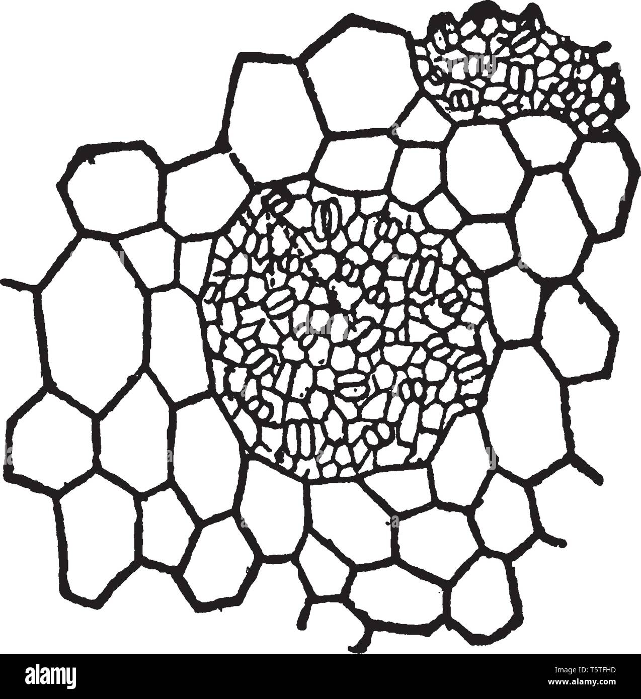 Epidermal cells Stock Vector Images - Alamy