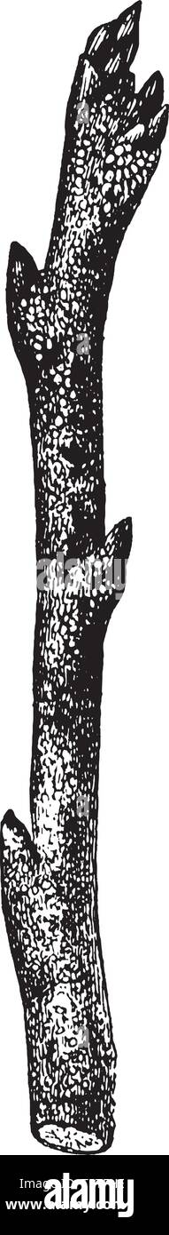 A picture showing a bark or stick of a tree, vintage line drawing or ...