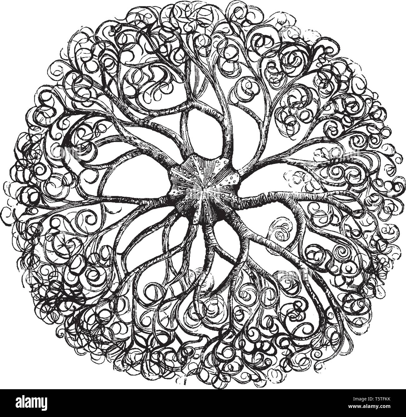 Argus Stock Vector Images - Alamy