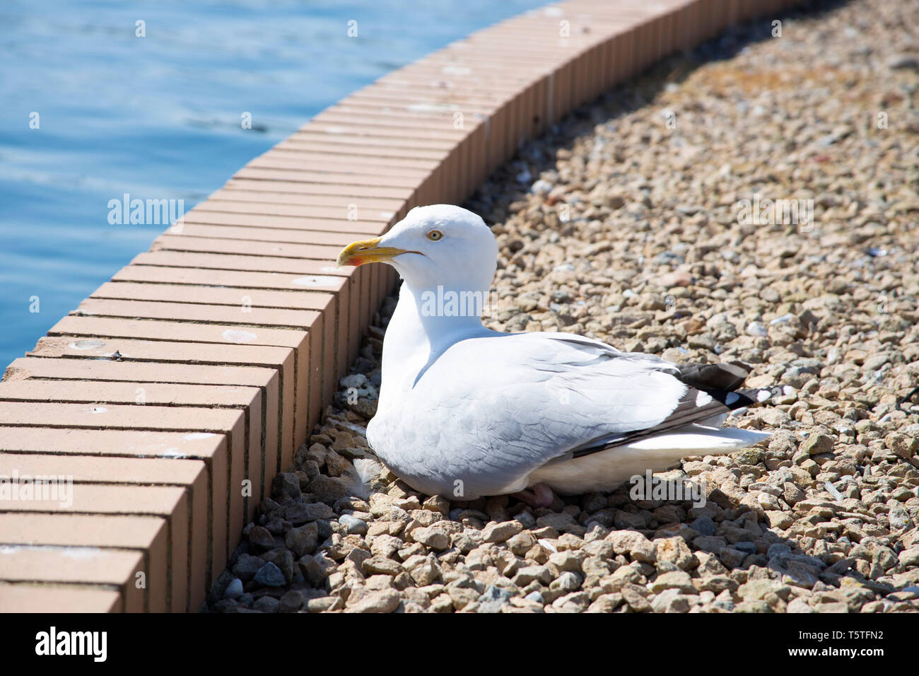 Seagull menace hi-res stock photography and images - Alamy