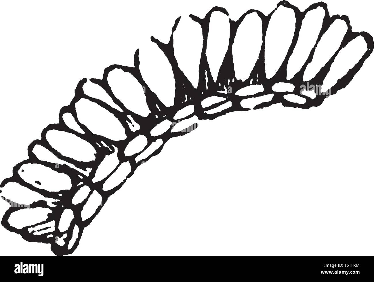 A picture of Mnium Cuspidatum. It is erect with the leaves clustered ...