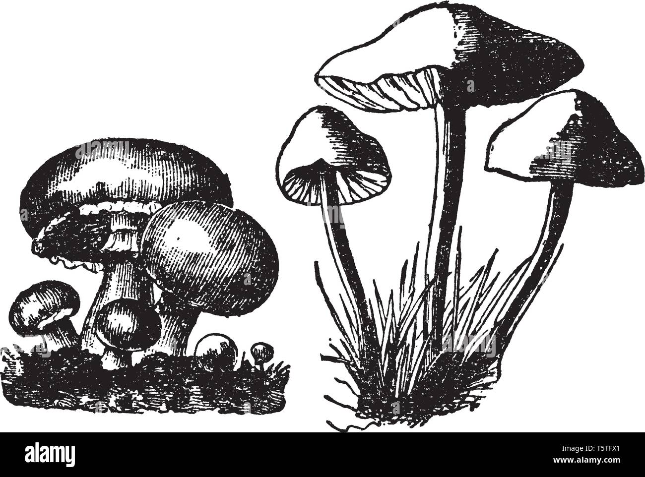 In this picture, two different types of mushroom have been shown. One ...
