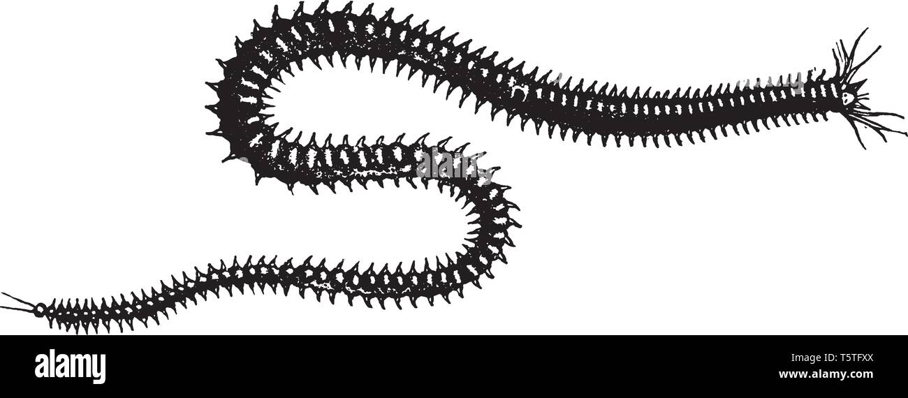 Polychaete Stock Vector Images - Alamy