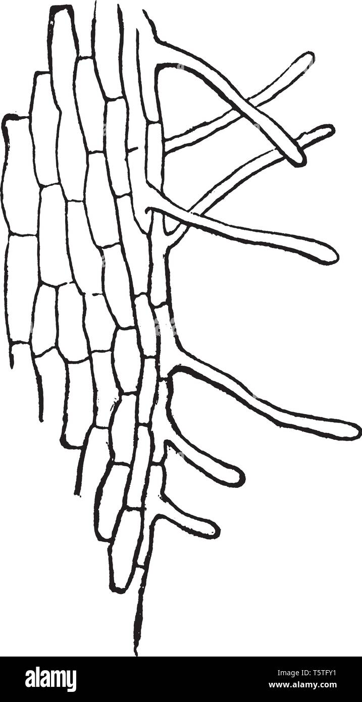 A picture showing the much magnified small portion of young root of a ...
