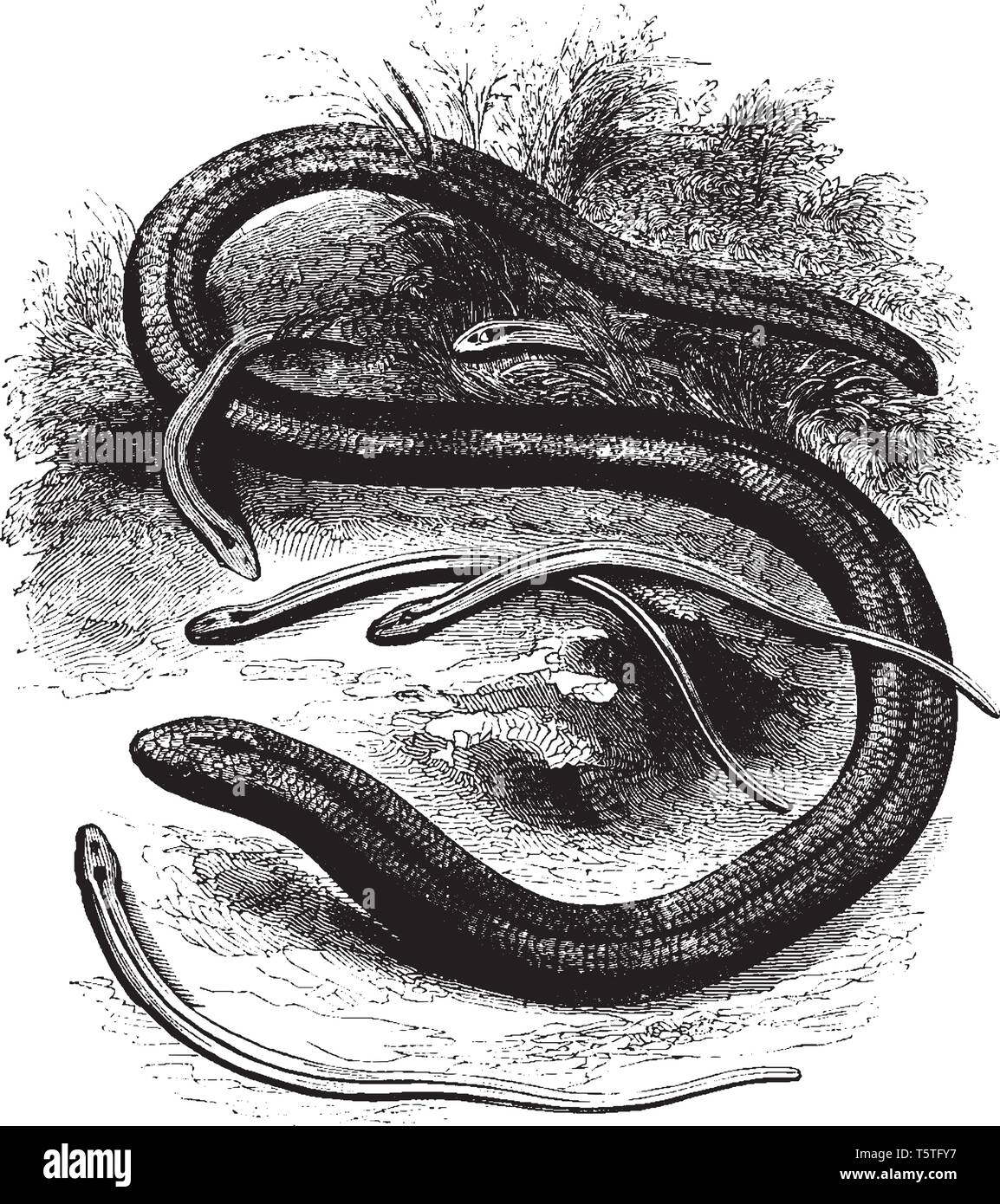 Slow worm is common in Europe and the slow worm resembles a snake ...