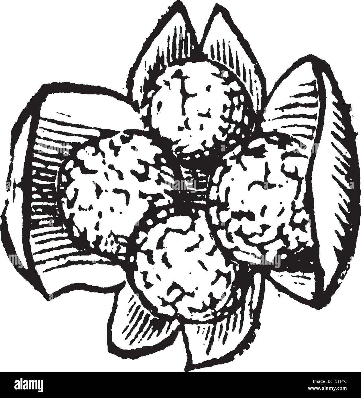 Spores flower Stock Vector Images - Alamy