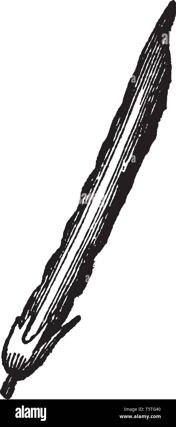 Vetch seed Stock Vector Images - Alamy