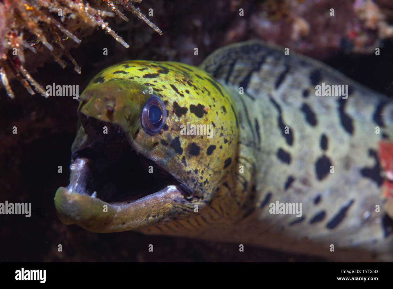 Fimbriated Moray Eel,Moalboal,Cebu,Philippines Stock Photo - Alamy