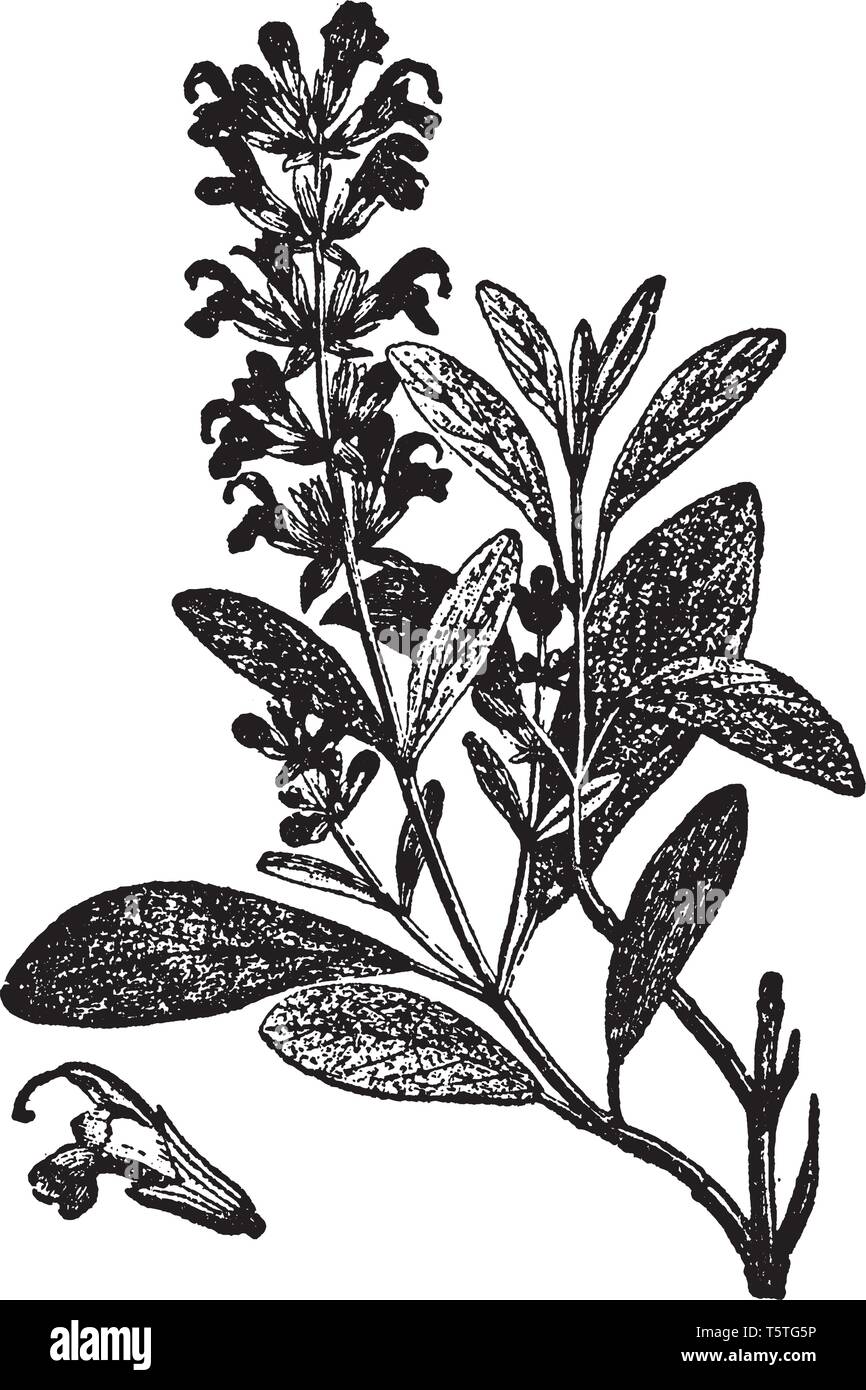Salvia officinalis illustration hi-res stock photography and images - Alamy