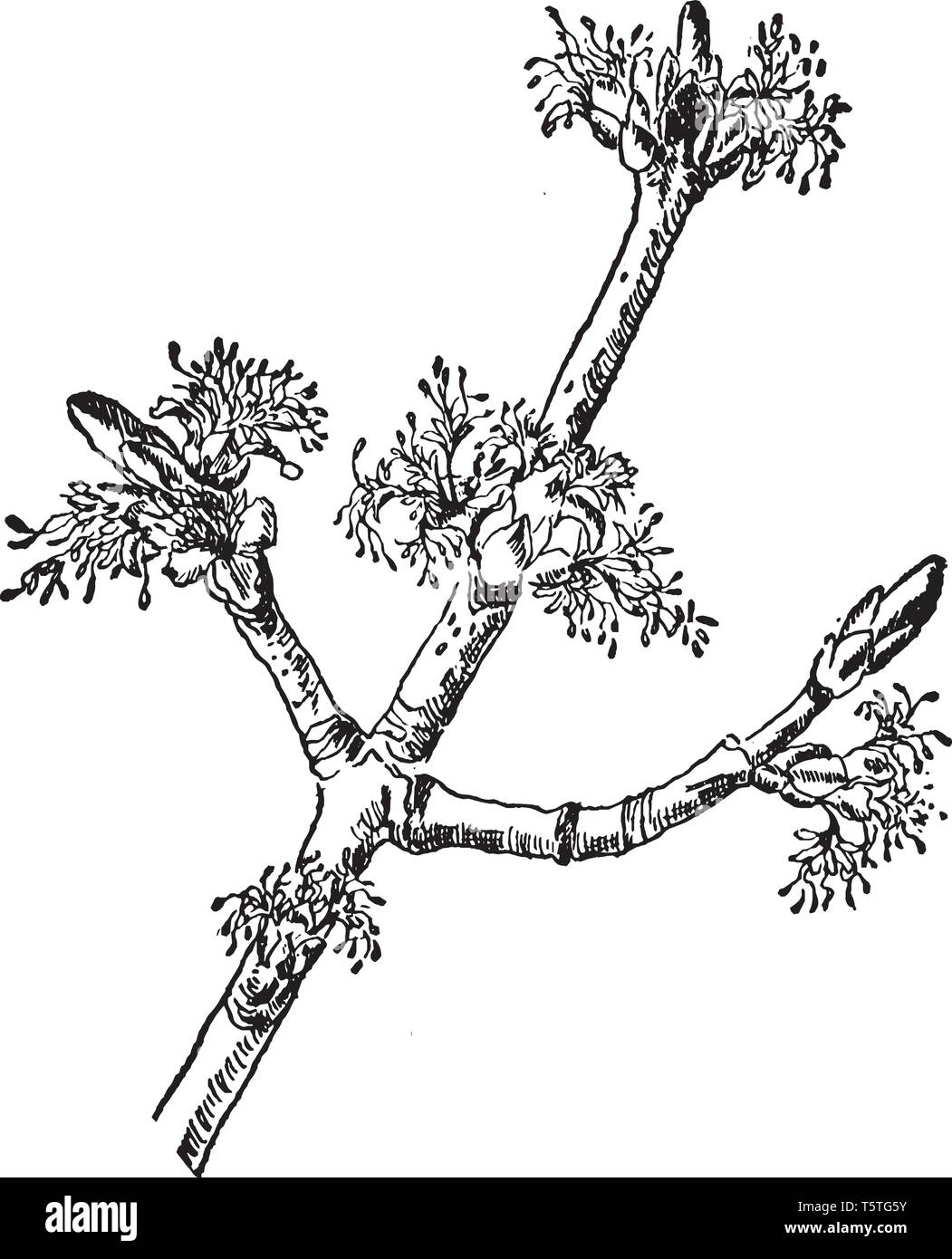 A picture showing the staminate flowers of the silver maple, Acer ...