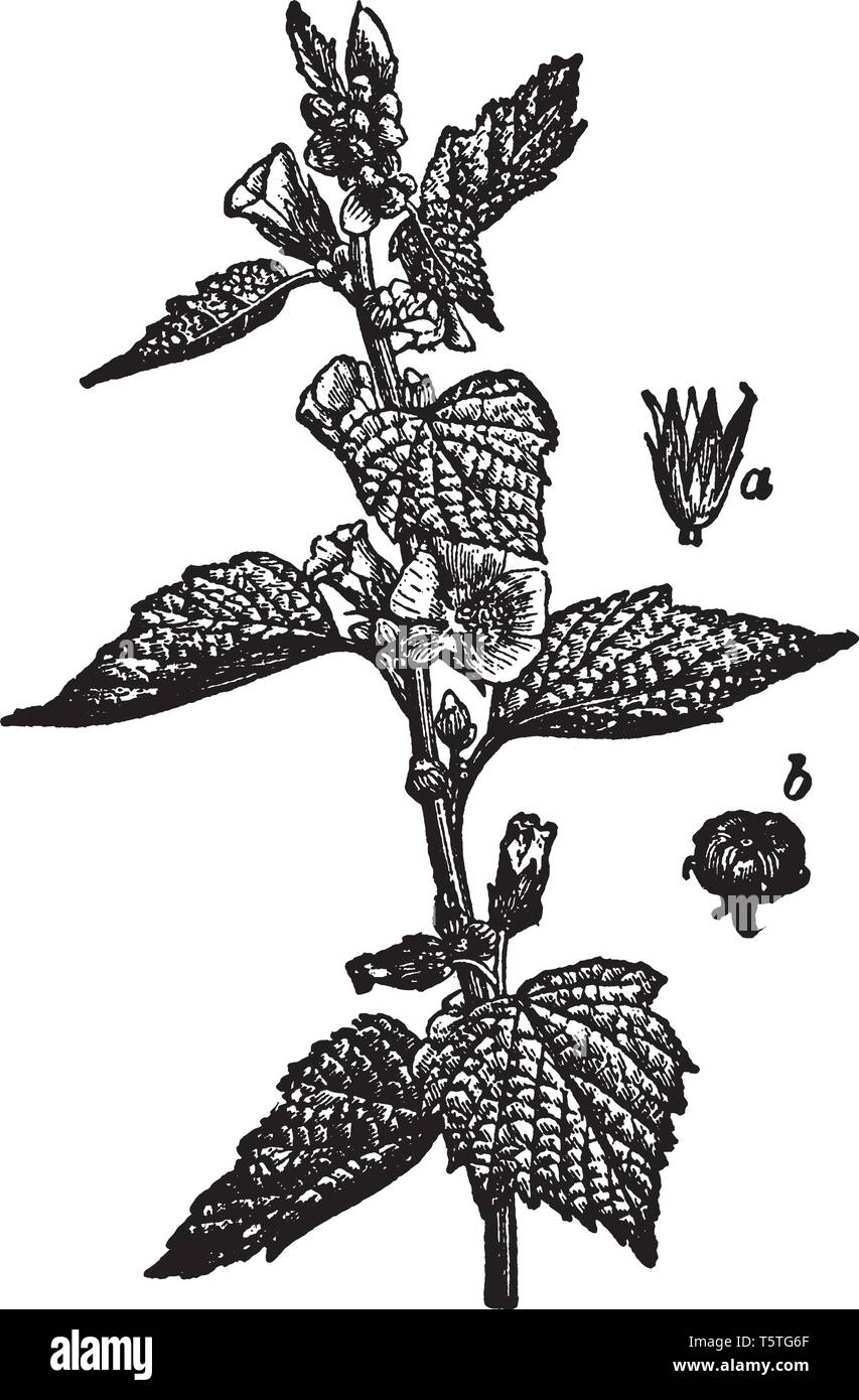 There is a plant in this picture which is known as Marsh Mallow, A is a ...