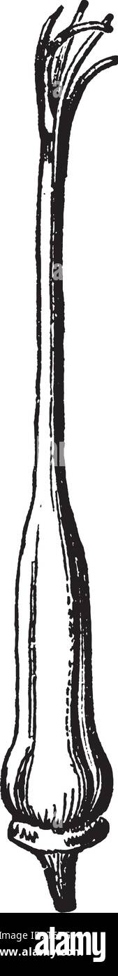 This picture is showing a pistil. This is a flower part. This is a ...