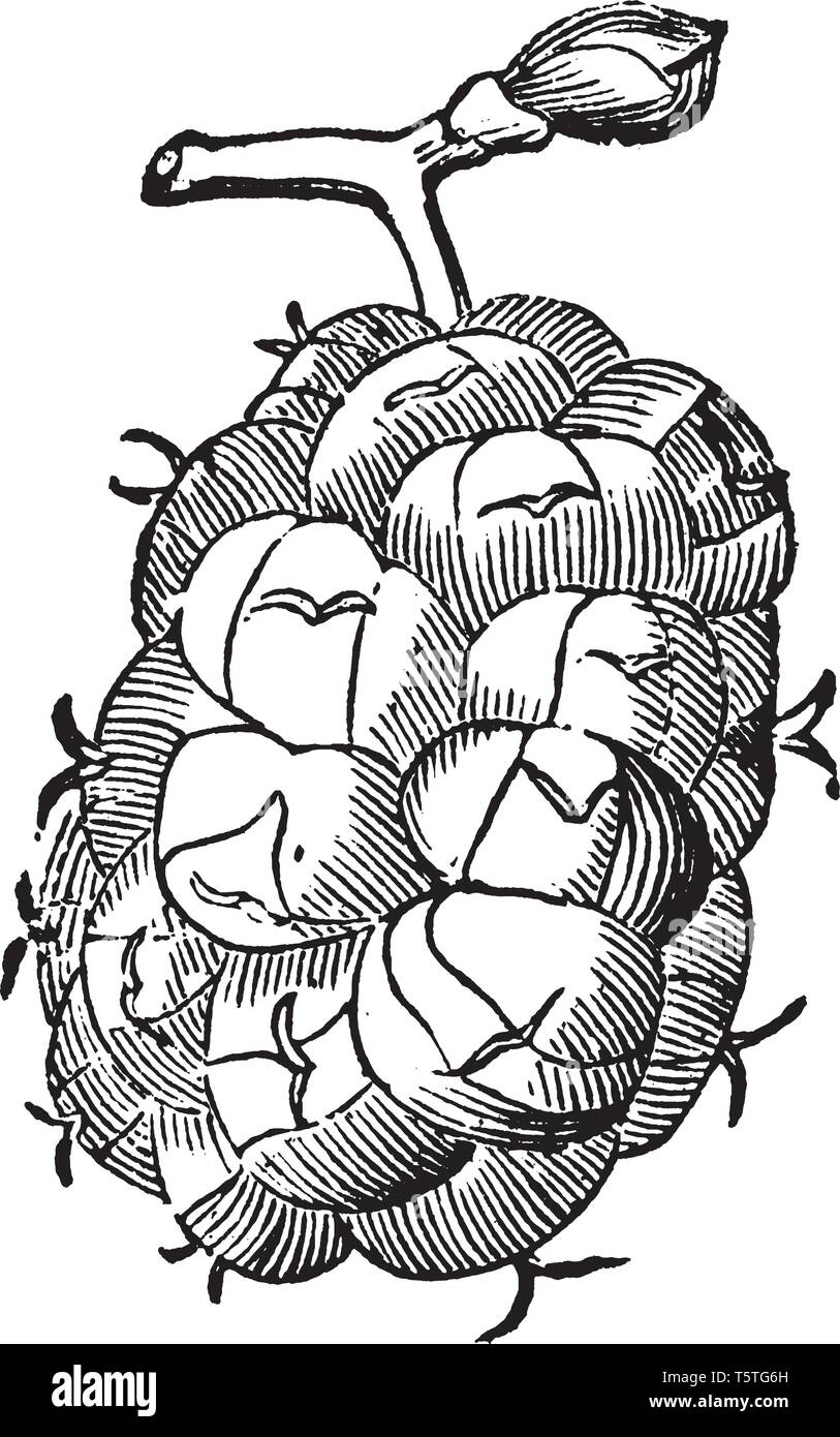 Picture of Mulberry fruit that can exhibit different coloured on the ...