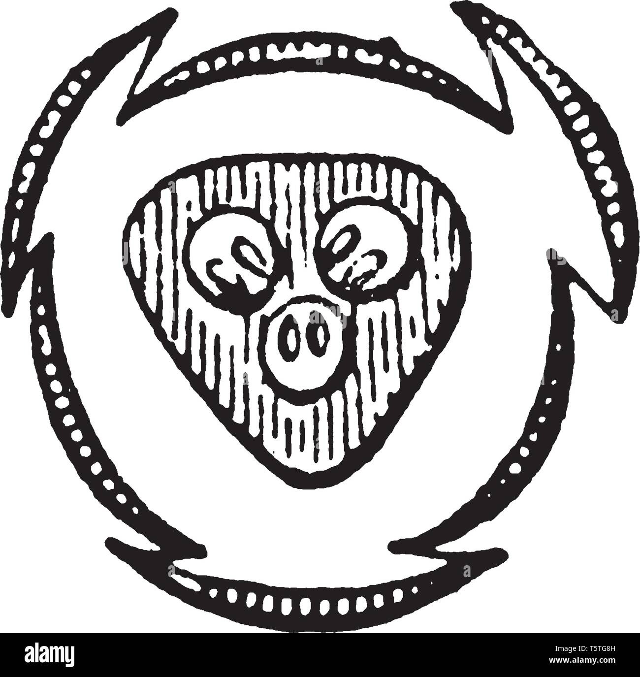 A picture of a female Oak flower. In spring both male and female ...