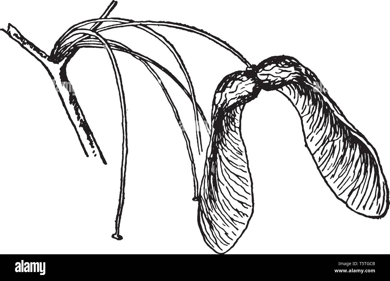 In this image there are the seeds of sugar maple, vintage line drawing ...