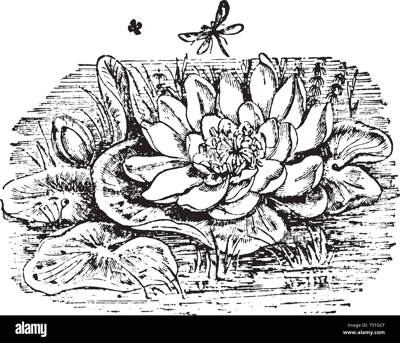 Queen Victoria Zodiac Sign at Ami Hernandez blog