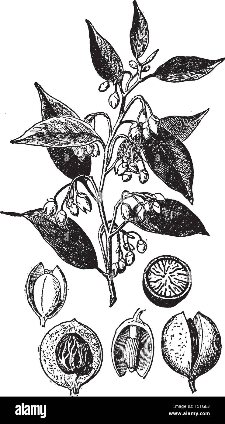 Nutmeg Plant Drawing
