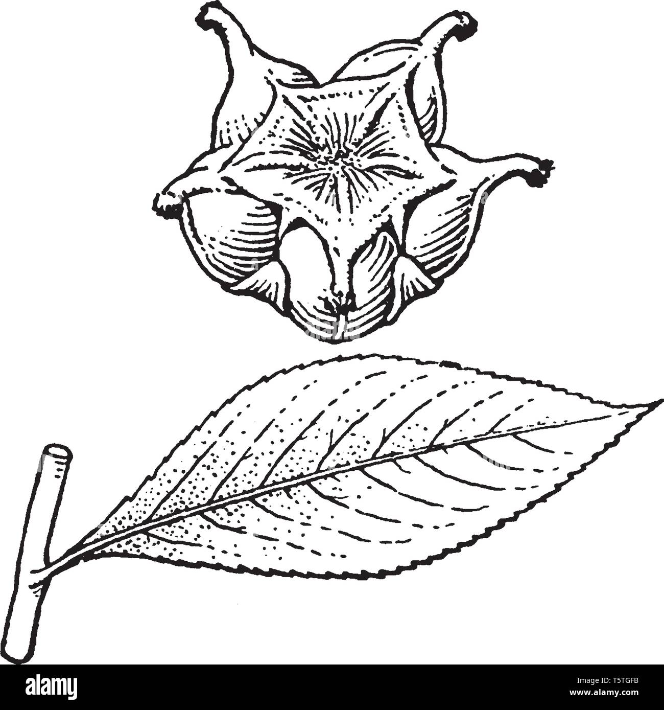 Curved stem Stock Vector Images - Alamy