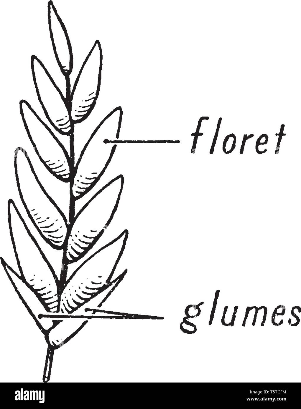 Spikelet Inflorescence