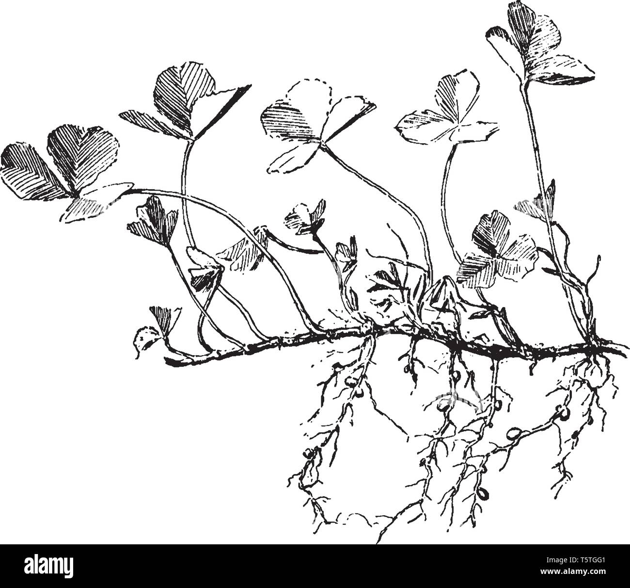 Root system of white clover to help for forming new plants, vintage ...