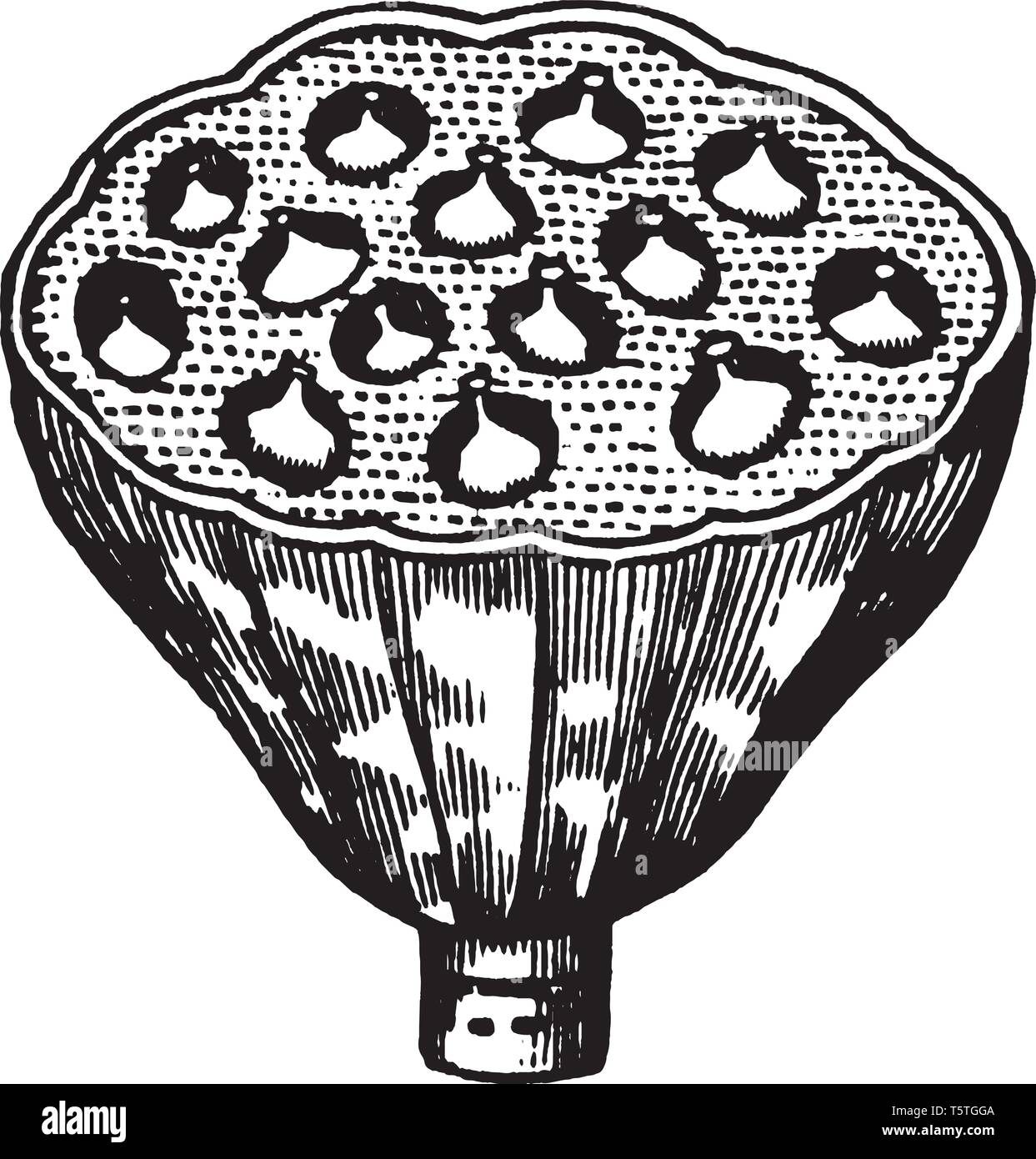 Fruit of the Nelumbo, the dried seed cup is commonly used in flower ...