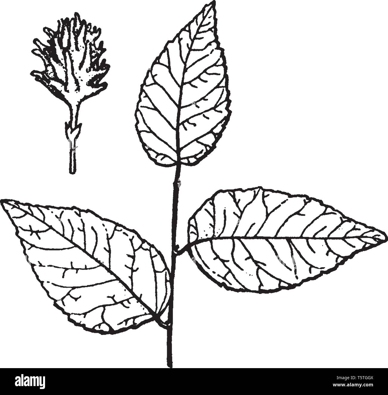 Seed germination Cut Out Stock Images & Pictures - Alamy