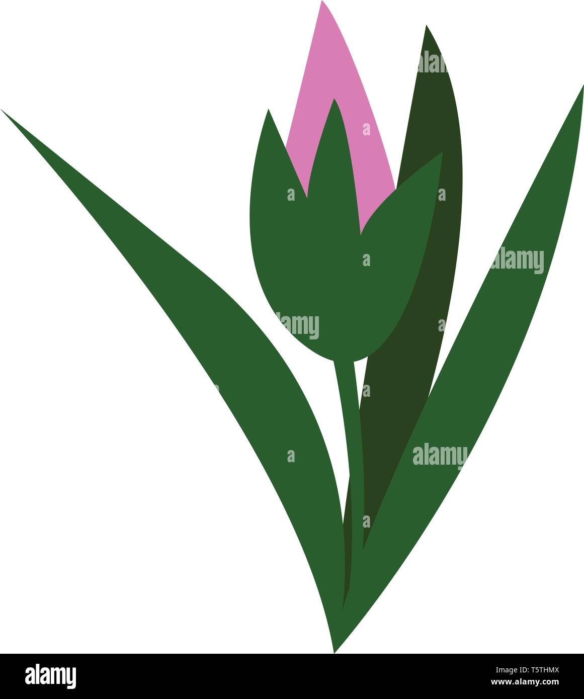 Tulip flower vector hi-res stock photography and images - Alamy