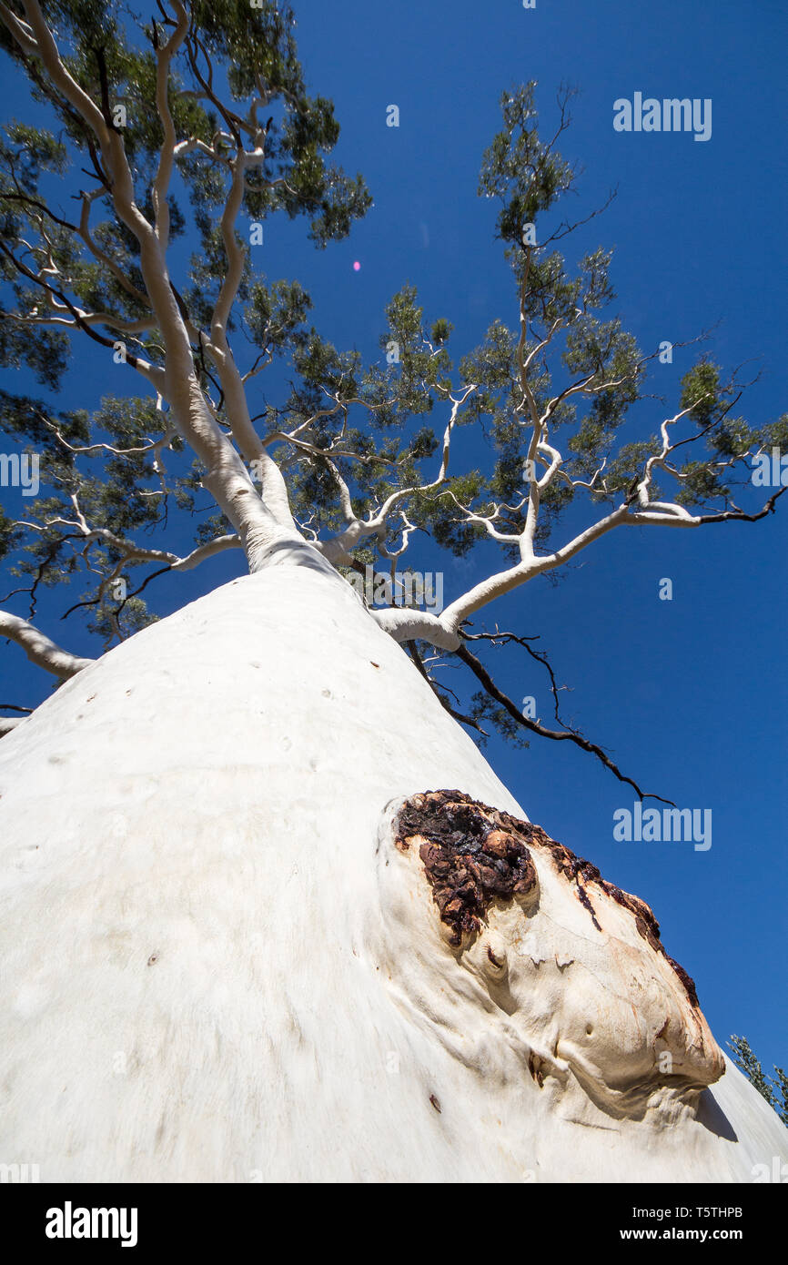 Ghost gum tree hi-res stock photography and images - Alamy