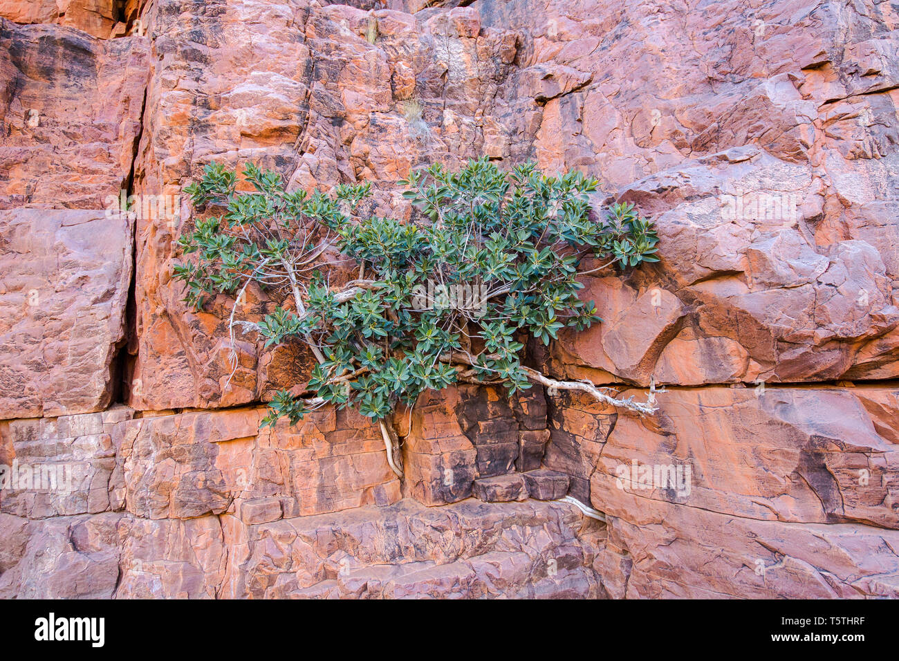 Desert Fig Tree Stock Photo - Alamy