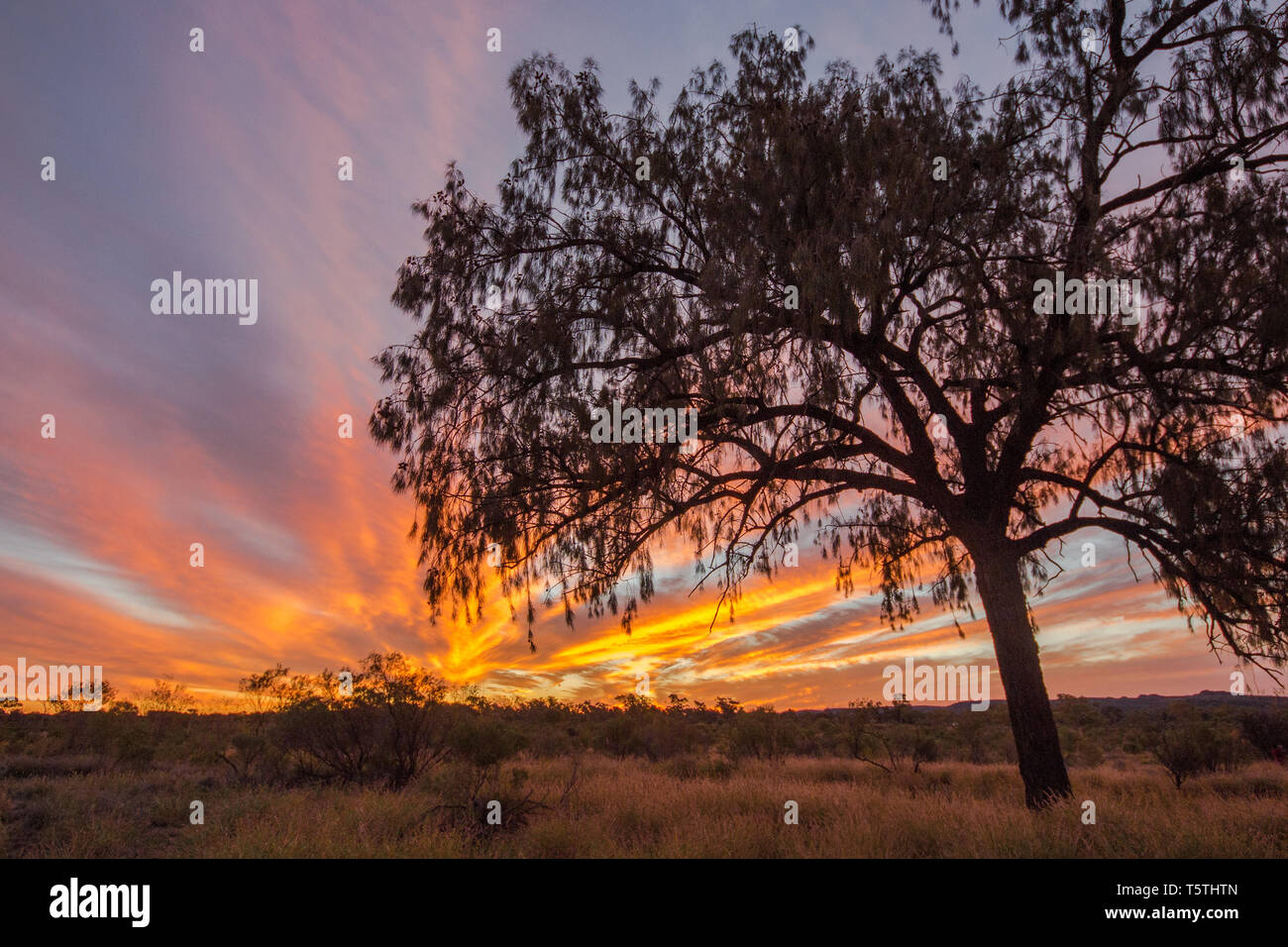 Desert oak tree australia hi-res stock photography and images - Alamy