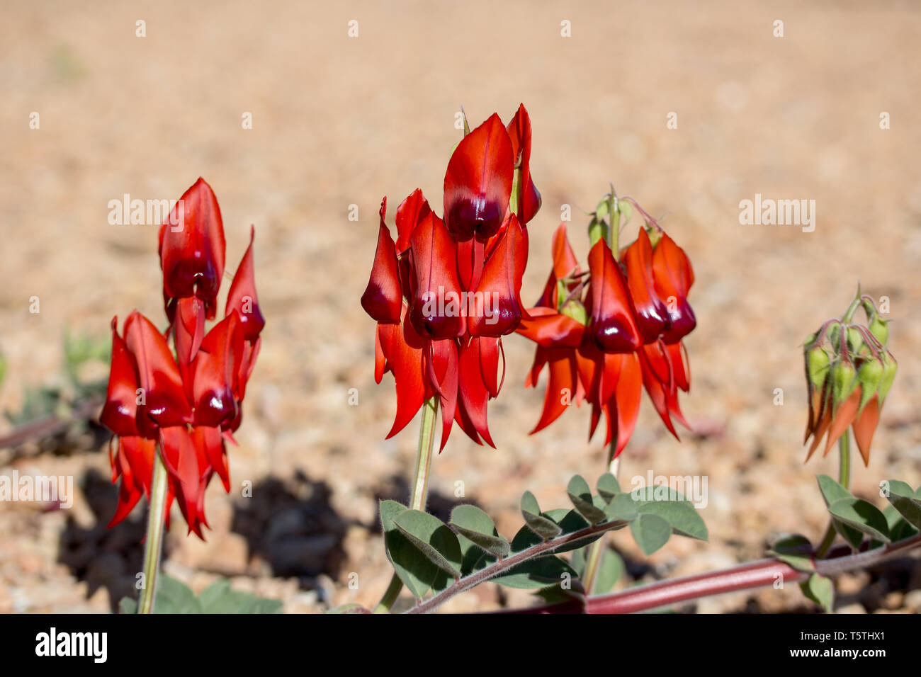 Sturt's Desert Pea Stock Photo - Alamy