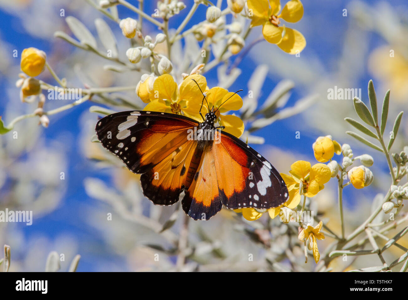 Lesser Wanderer Butterfly Stock Photo - Alamy