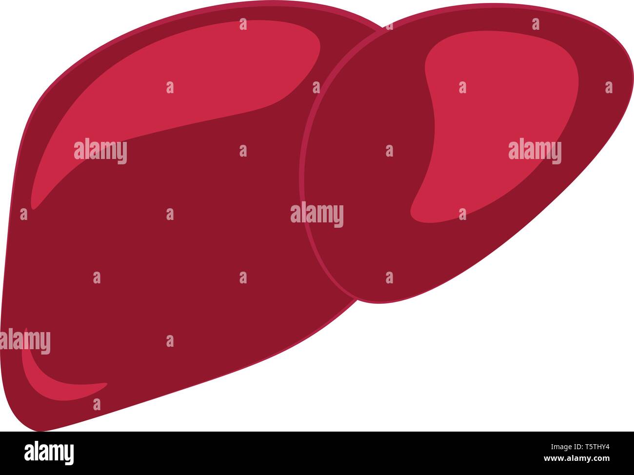 A blood red liver vector color drawing or illustration Stock Vector ...