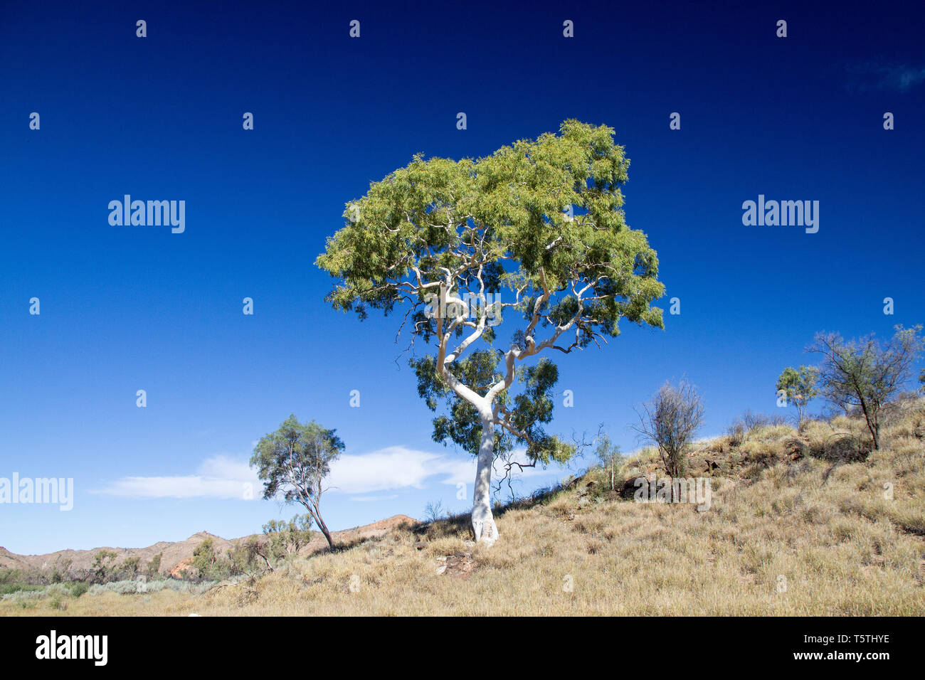 Ghost gum hi-res stock photography and images - Alamy