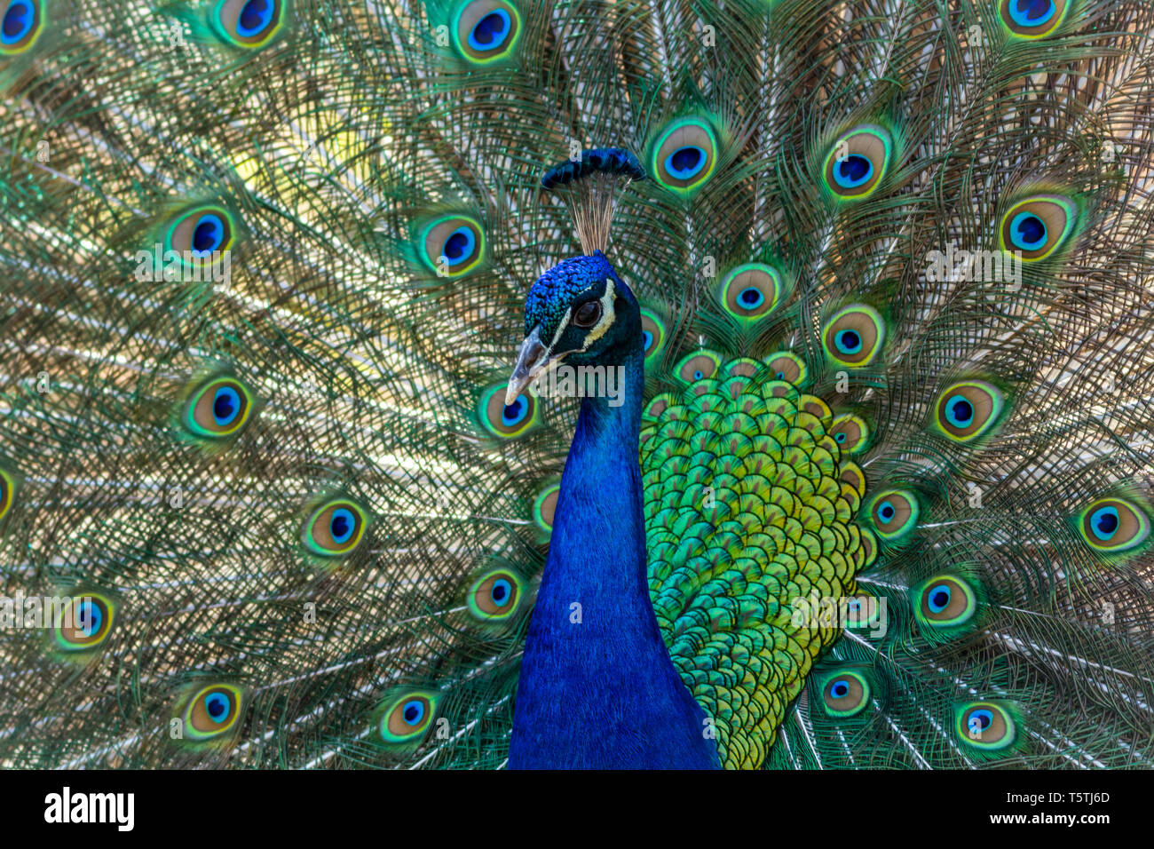 Purple male peafowl hi-res stock photography and images - Alamy