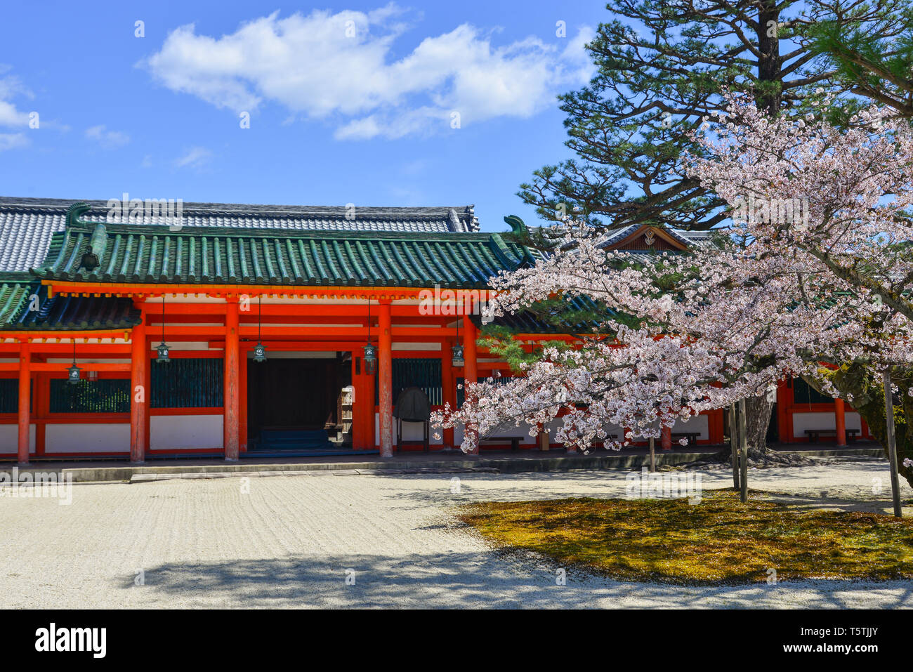 Old cherry trees with flowers at ancient Shinto Shrine in Kyoto, Japan ...